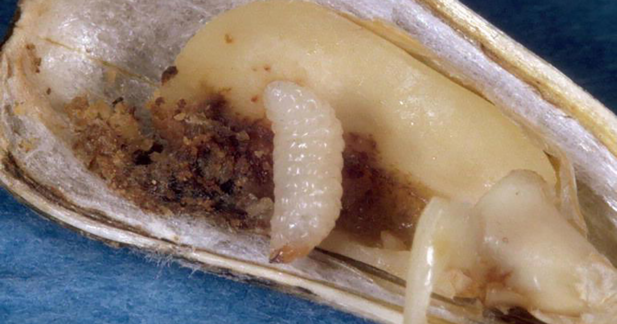 An identification guide for Sunflower Insect Pests in South Dakota