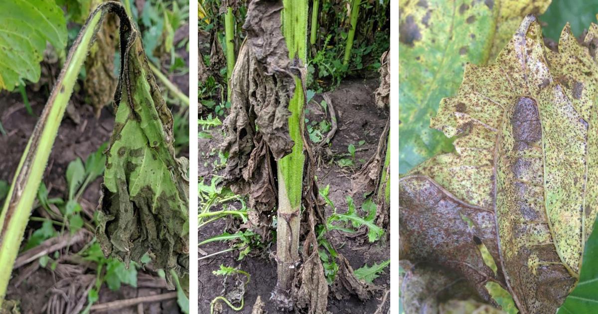 Bacterial Stem Rot, Sclerotinia Basal Rot and Sunflower Rust Developing ...