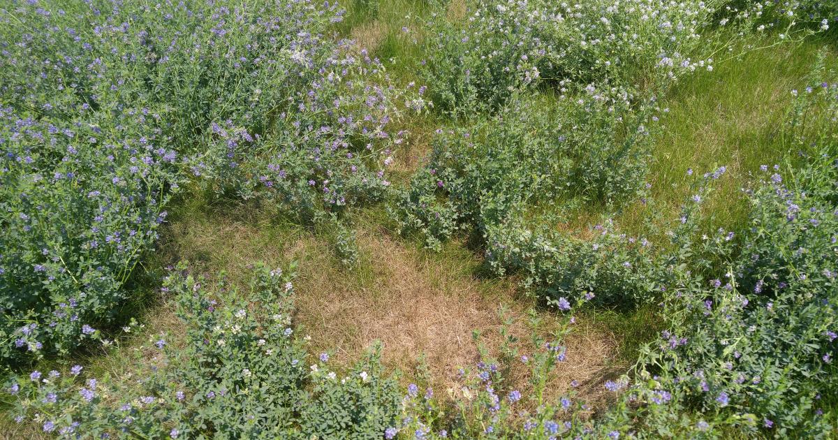 An identification guide for Alfalfa Insect Pests in South Dakota