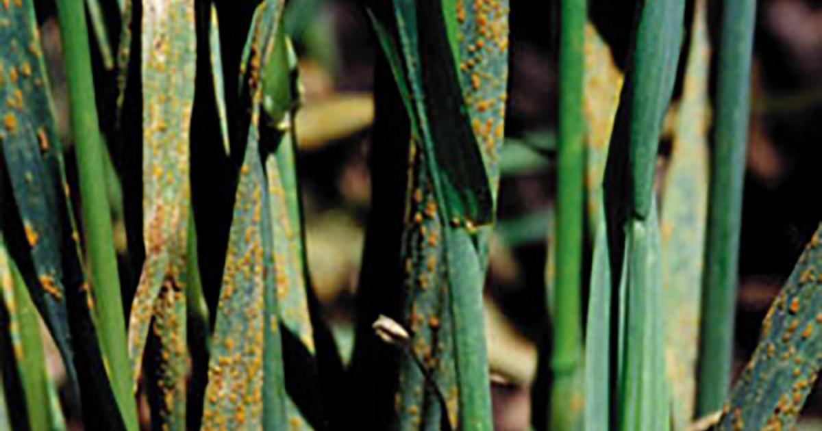 Does Crown Rust in Oats Cause Problems for Livestock?