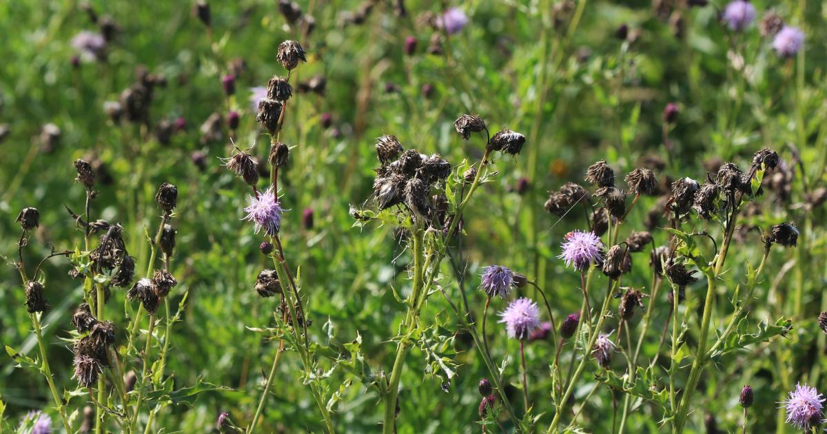 Fall Noxious Weed Control