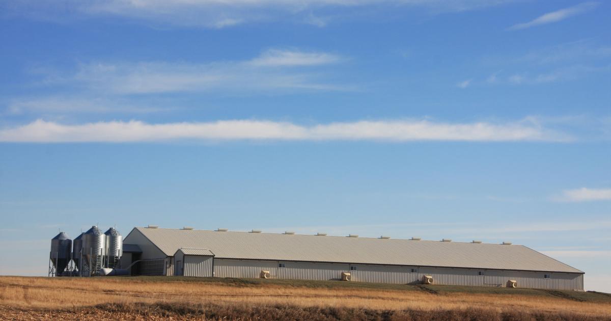 Optical Dust Meters May Misestimate Dust Concentrations in Animal Barns