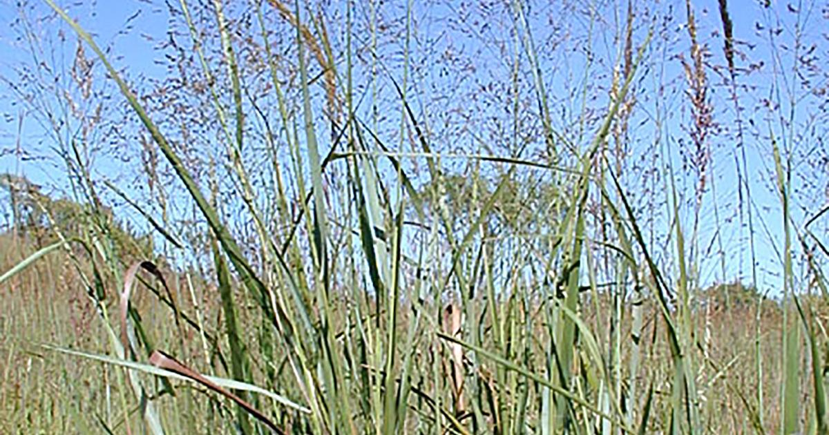 Farm Practices That Improve Soil Health: Planting Switchgrass on ...