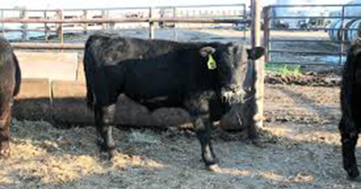 Choosing Beef Genetics for Use in Dairy Herds