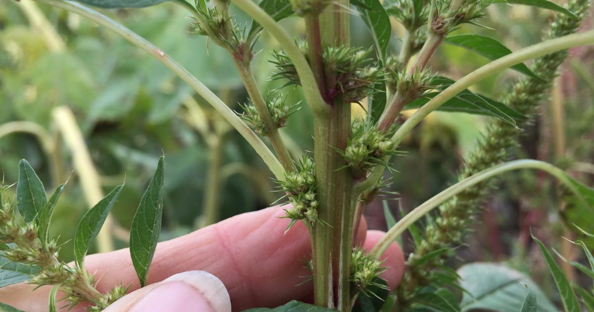 Identification and Management of Palmer Amaranth in South Dakota