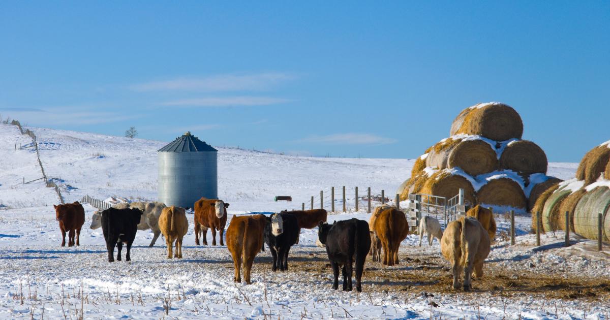 SDSU Extension Selects Participants for Class 5 of beefSD Program