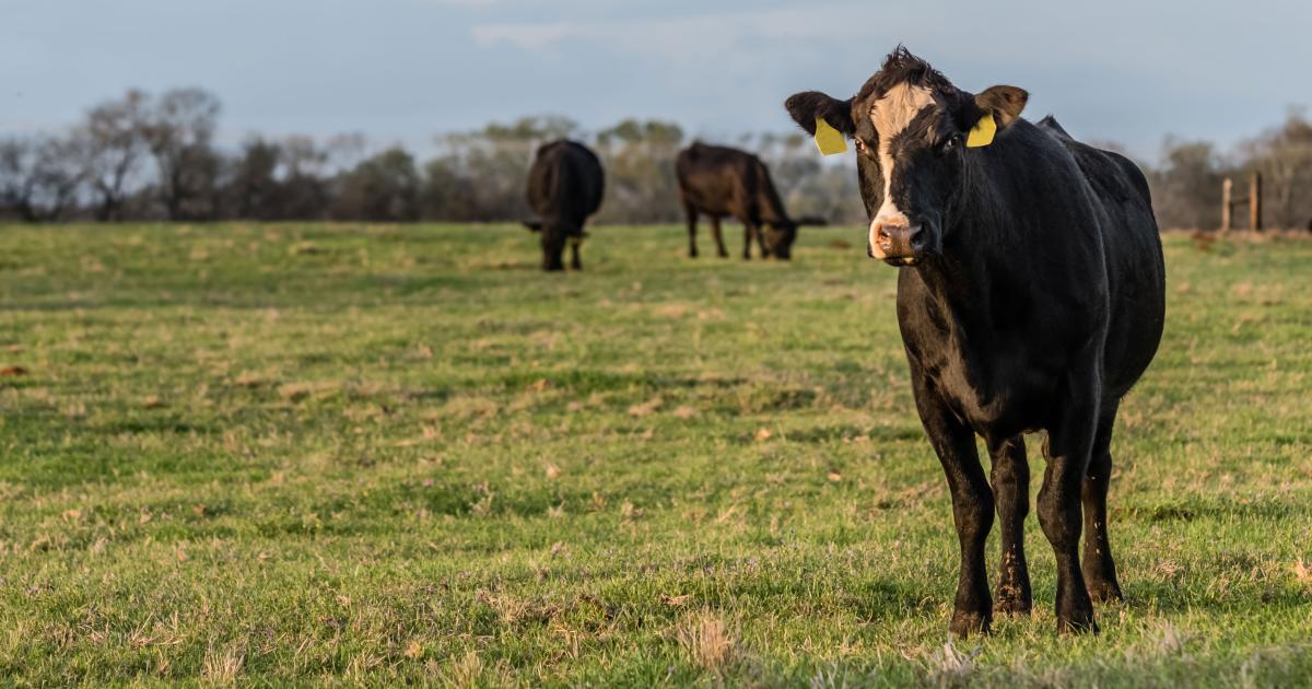 Using The Estrus Synchronization Planner