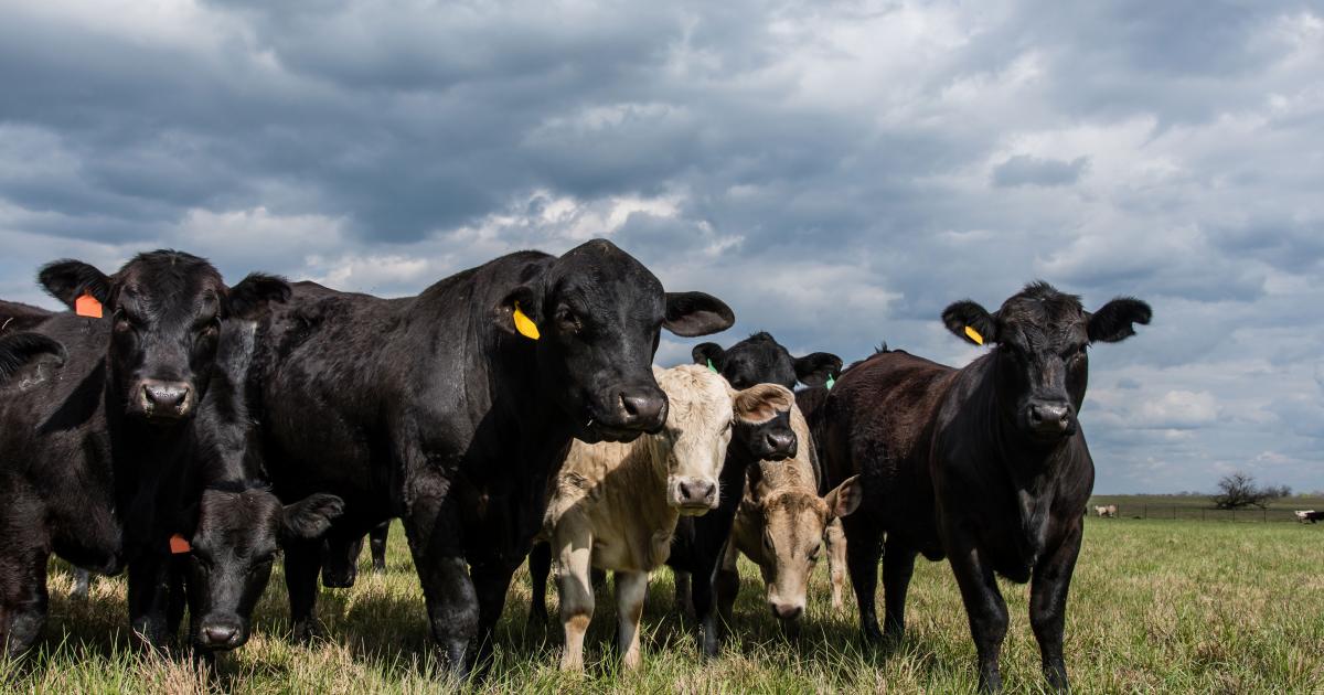 Ensure Herd Bulls Are Ready for the Upcoming Breeding