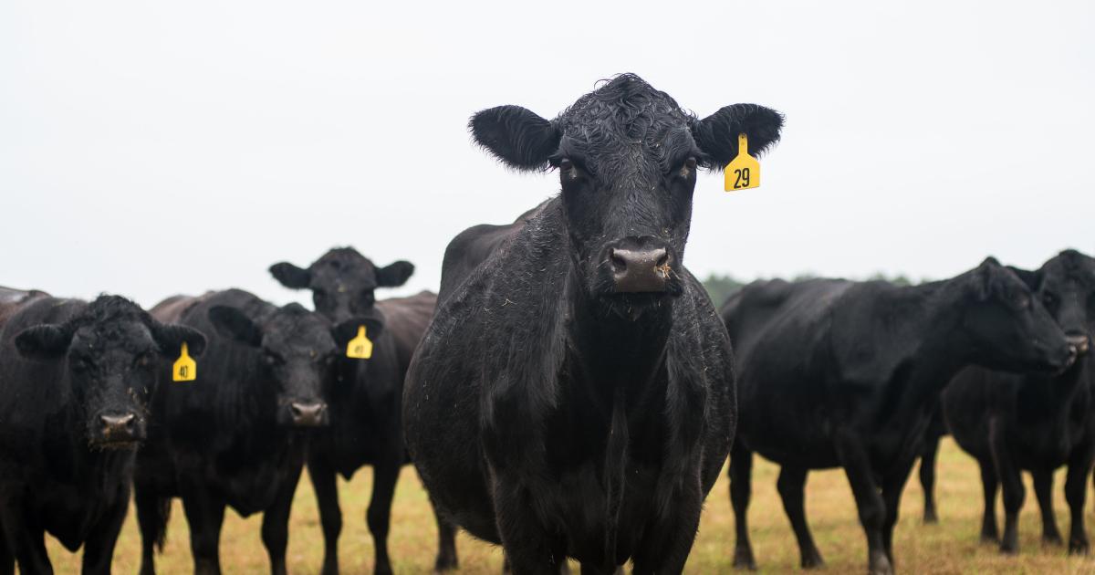 2021 Beef Heifer Synchronization Protocols