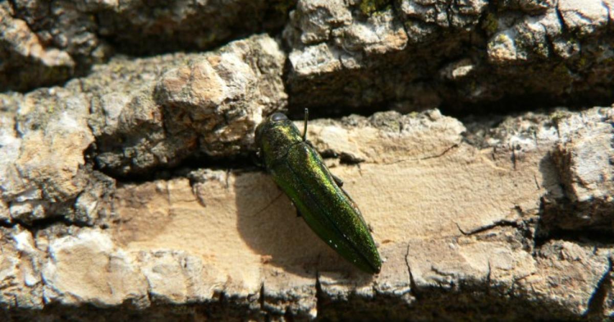 Emerald Ash Borer Insecticide Treatment Options