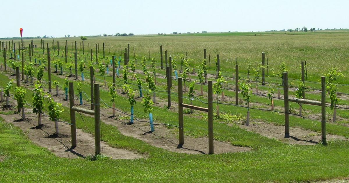 Grape Production Resources