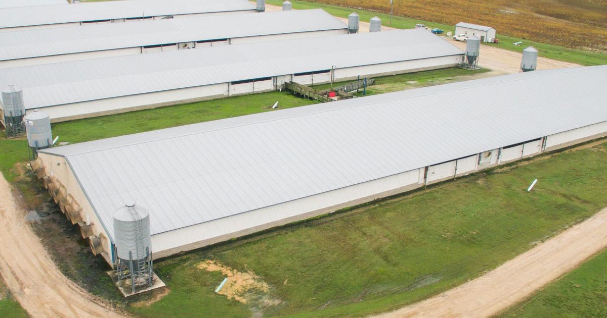 Methods to Slow Finishing Pig Growth