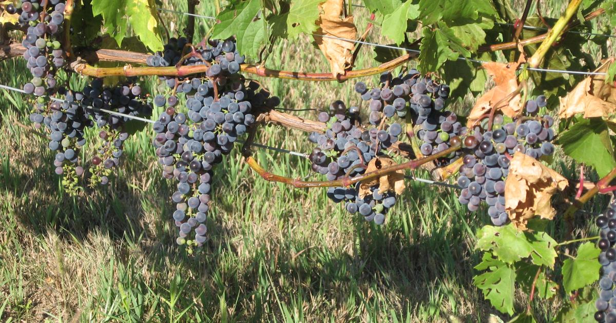 Grape Varieties for South Dakota