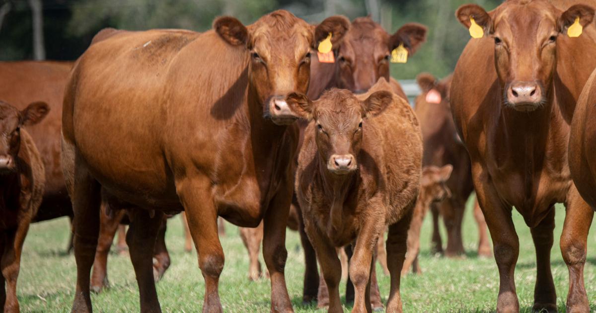 The Calving Distribution Calculator