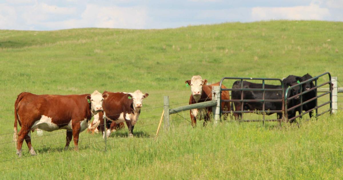 Cow Herd Options