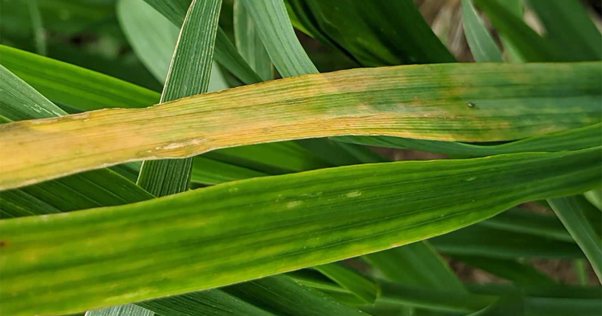 Barley Yellow Dwarf Developing in Oats