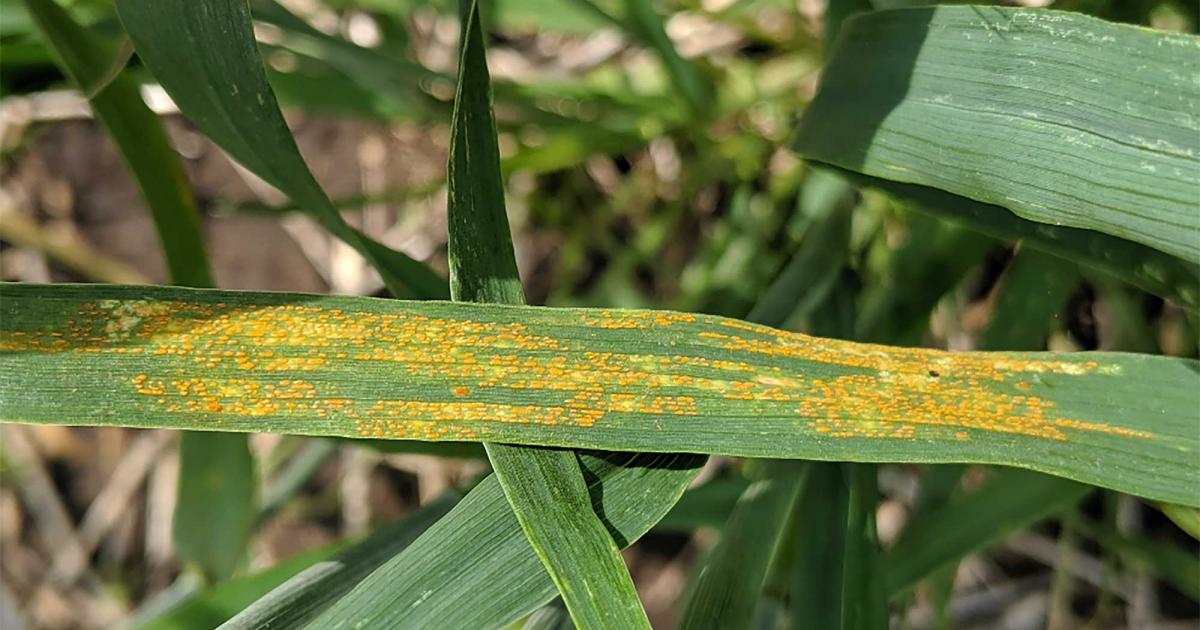 Stripe Rust Found in Winter Wheat at Low Severity