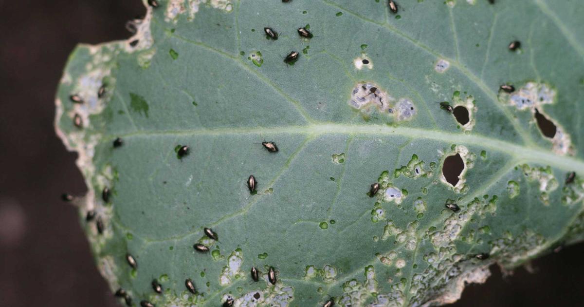 Flea Beetles in the Garden