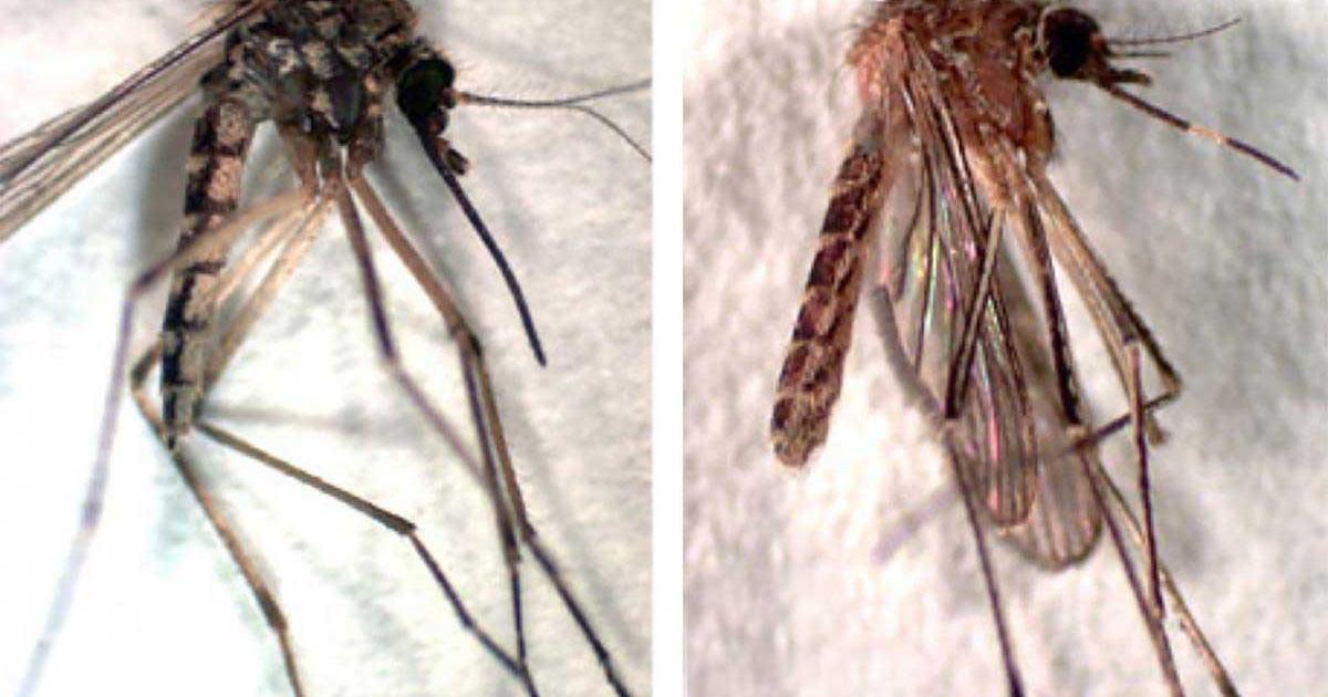 Know Your West Nile Virus Vectors