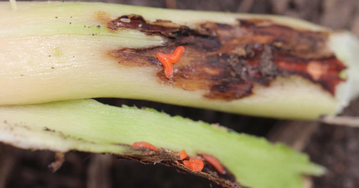Soybean Gall Midge Larvae in South Dakota Soybean