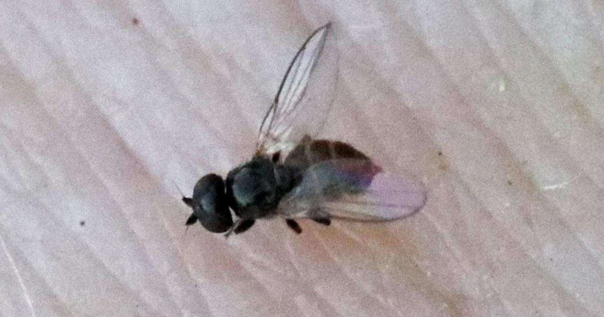 Monitor Livestock, Pets and Yourself for Eye Gnat Activity