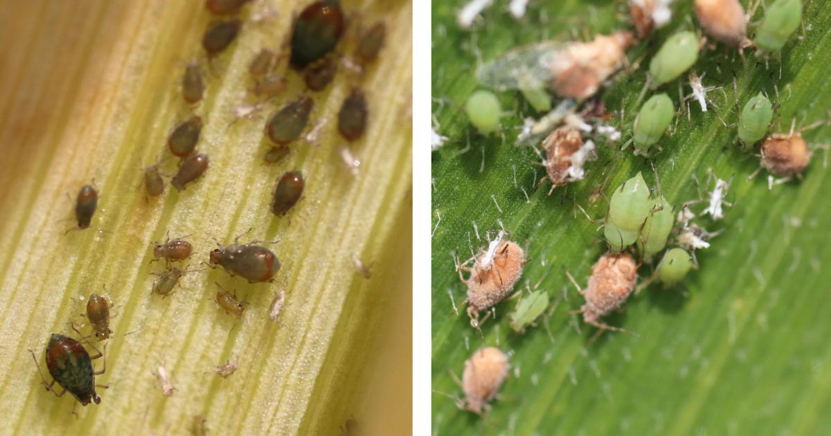 Aphid Populations Are Starting to Show up in Corn