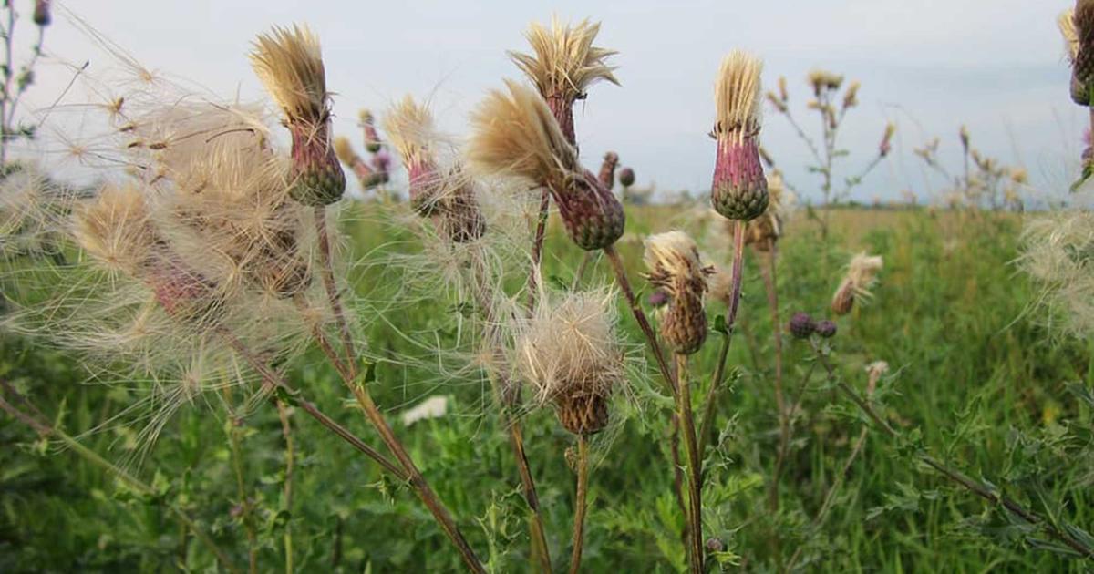 Dense Seeding Can Reduce Canada Thistle in Planted Grasslands