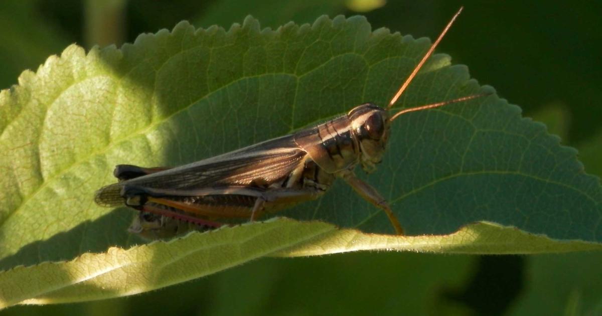 Grasshoppers: When to Manage Them in a Yard and Garden