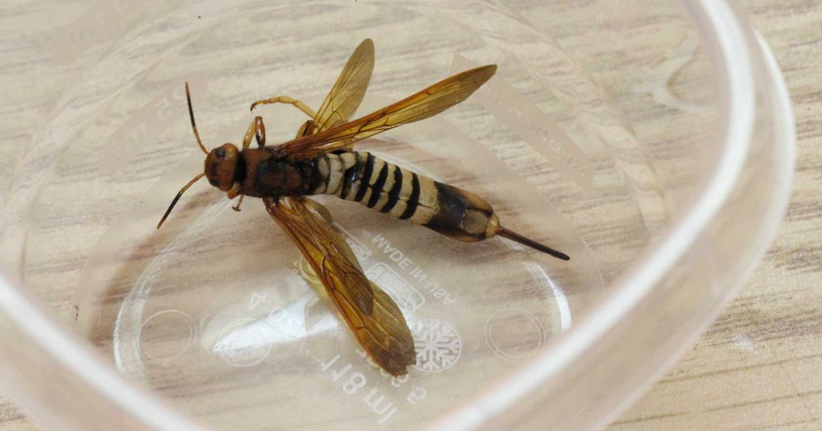 Huge Wasps on My Tree! No, Those Still Aren’t Murder Hornets.