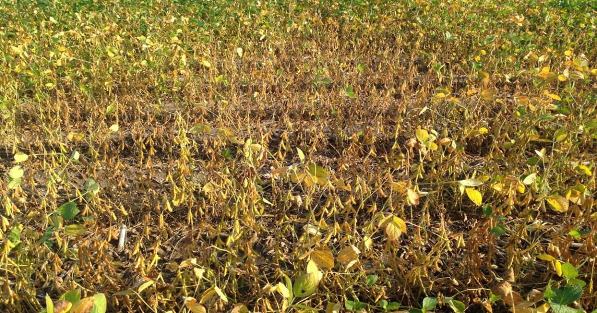 Scout for Charcoal Rot in Early Senescing Parts of the Field