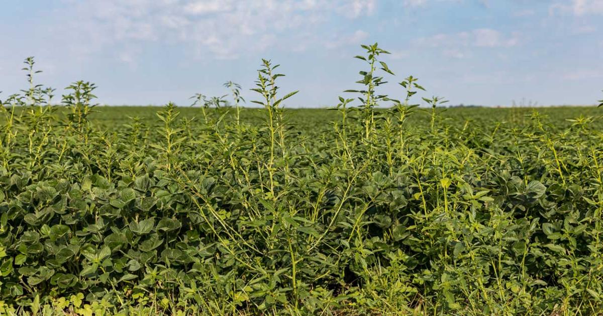 Checking Weed Control at Harvest
