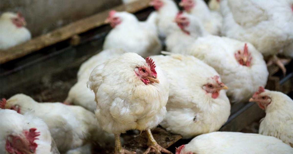 Importance of Chicken Infectious Bronchitis Virus: Q&A