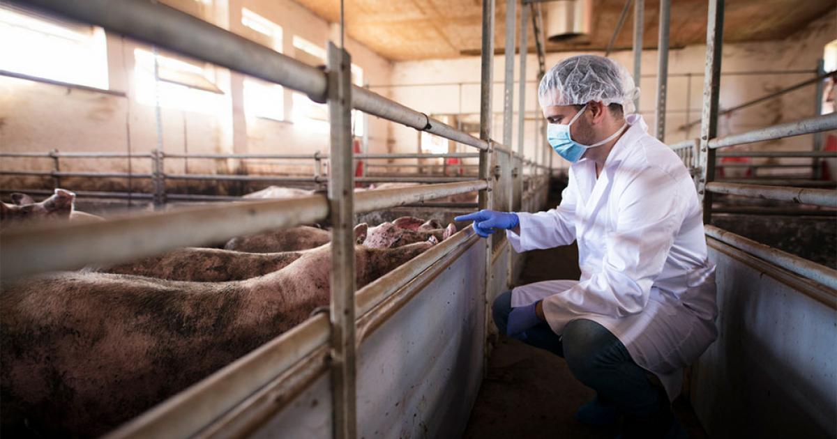 COVID-19 Safety Guidelines for Essential Swine Industry Employees