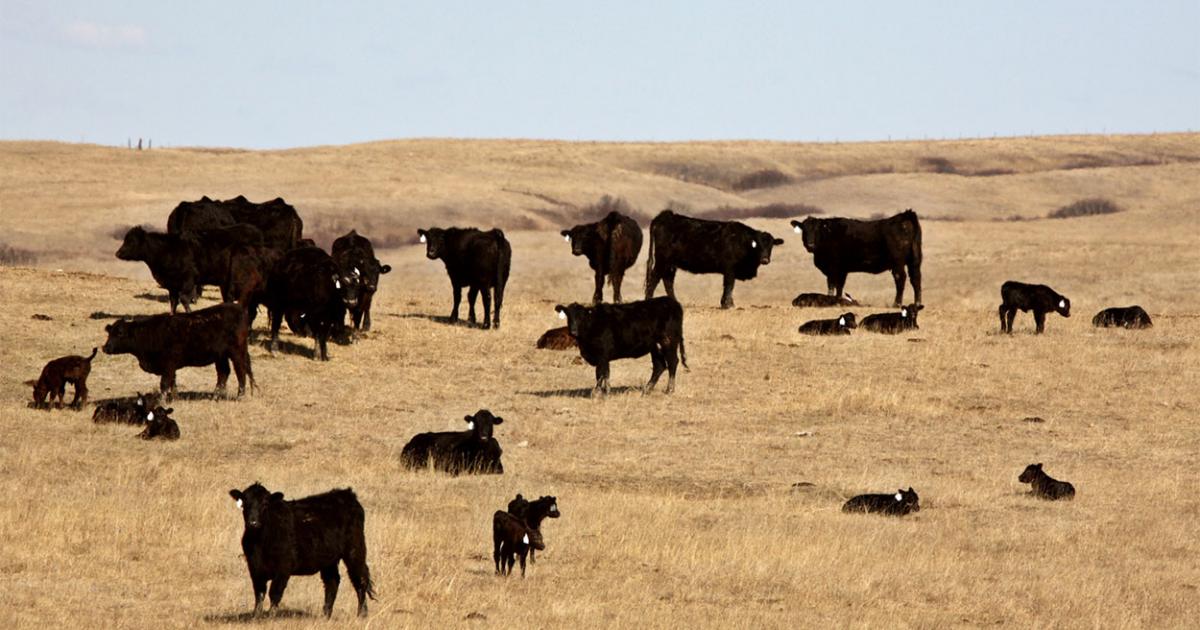 Selecting a Calving Season Based on Matching Nutritional Needs and ...
