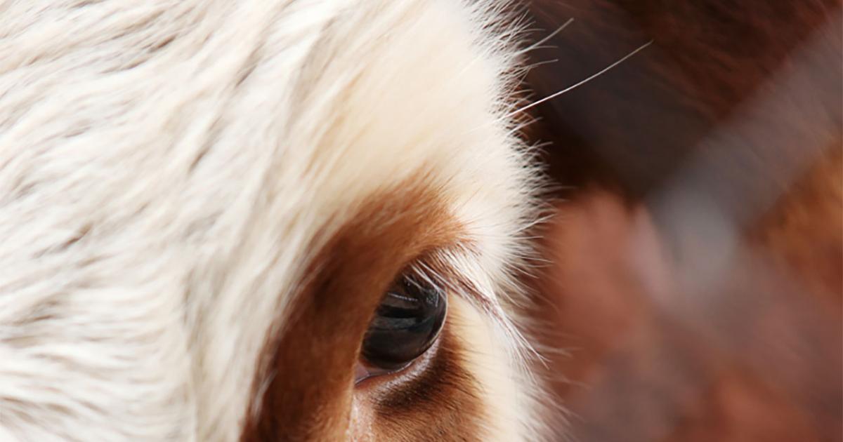 Hormones in Beef: Myths vs. Facts