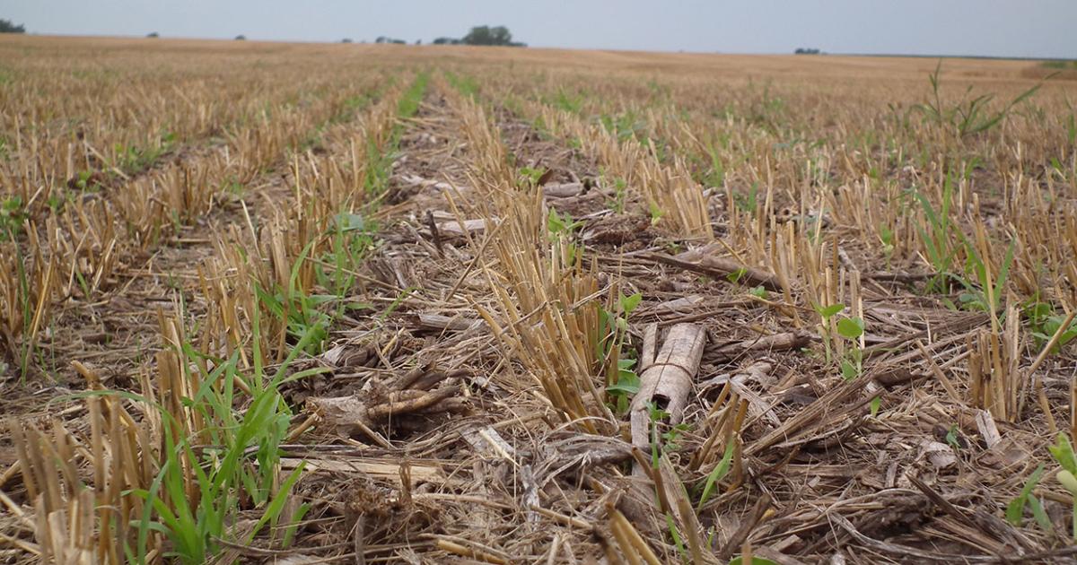 Do Cover Crops and Grazing Harm Soil Properties?