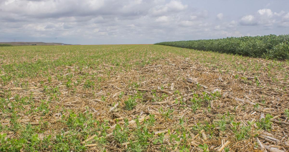 Midwest Cover Crops Council Releases Third Edition Cover Crops Field Guide