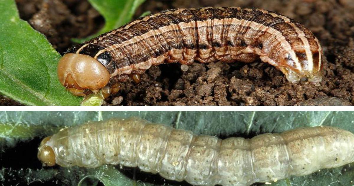 Monitor Wheat for Early-Season Cutworm Activity