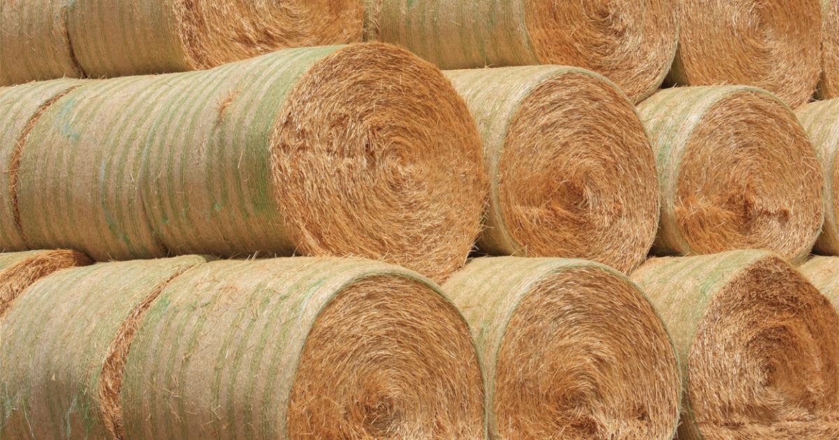 Cost-effective and Balanced Cow Rations