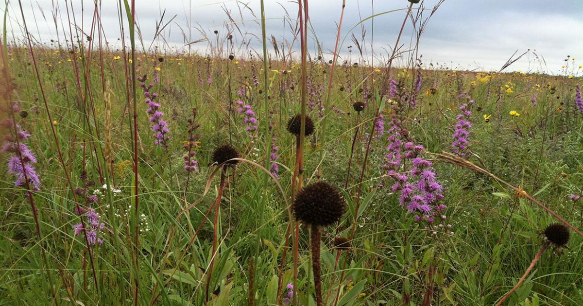 Grassland Fertilization: Native Pasture Case Studies – McPherson, Deuel ...