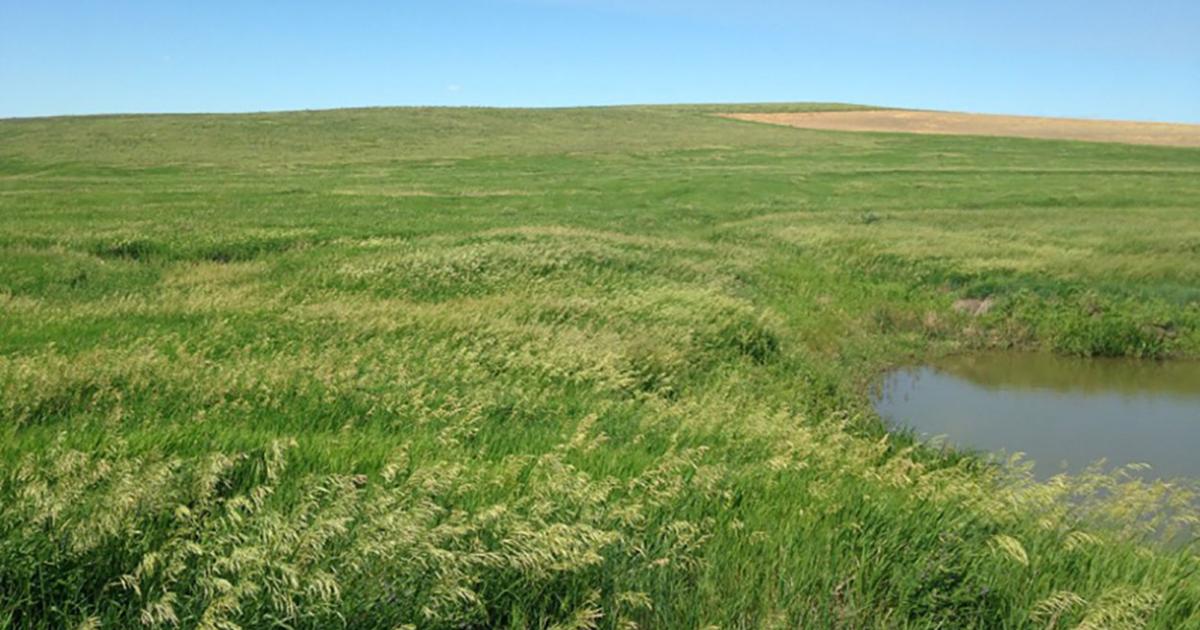 Introduced Grasses and Forbs