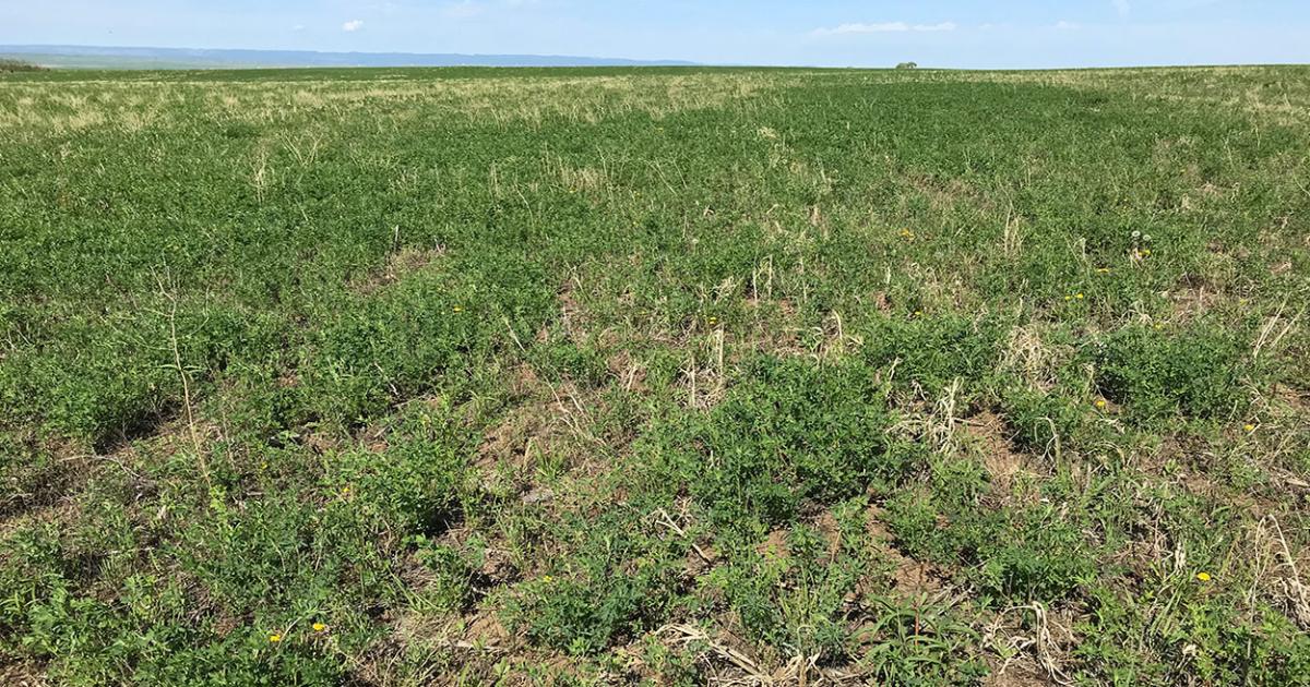 Replanting Cropland Back to Grassland