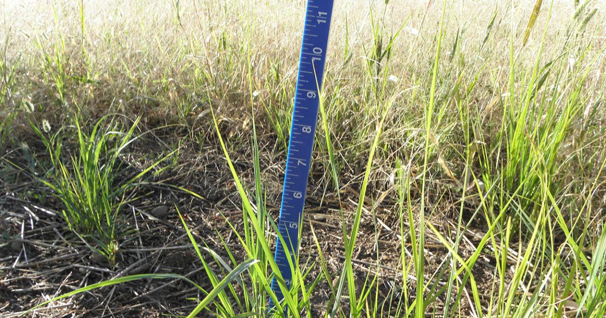 Measuring Grassland Production