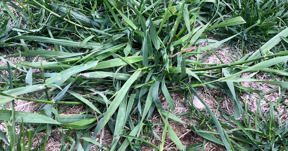 Is Crabgrass Taking Over Your Lawn?