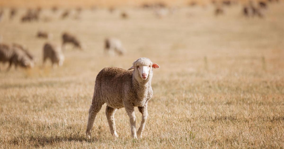 Two Master Lamb Producers Recognized at 2022 South Dakota Sheep Growers ... Two Master Lamb Producers Recognized at 2022 South Dakota Sheep Growers ...