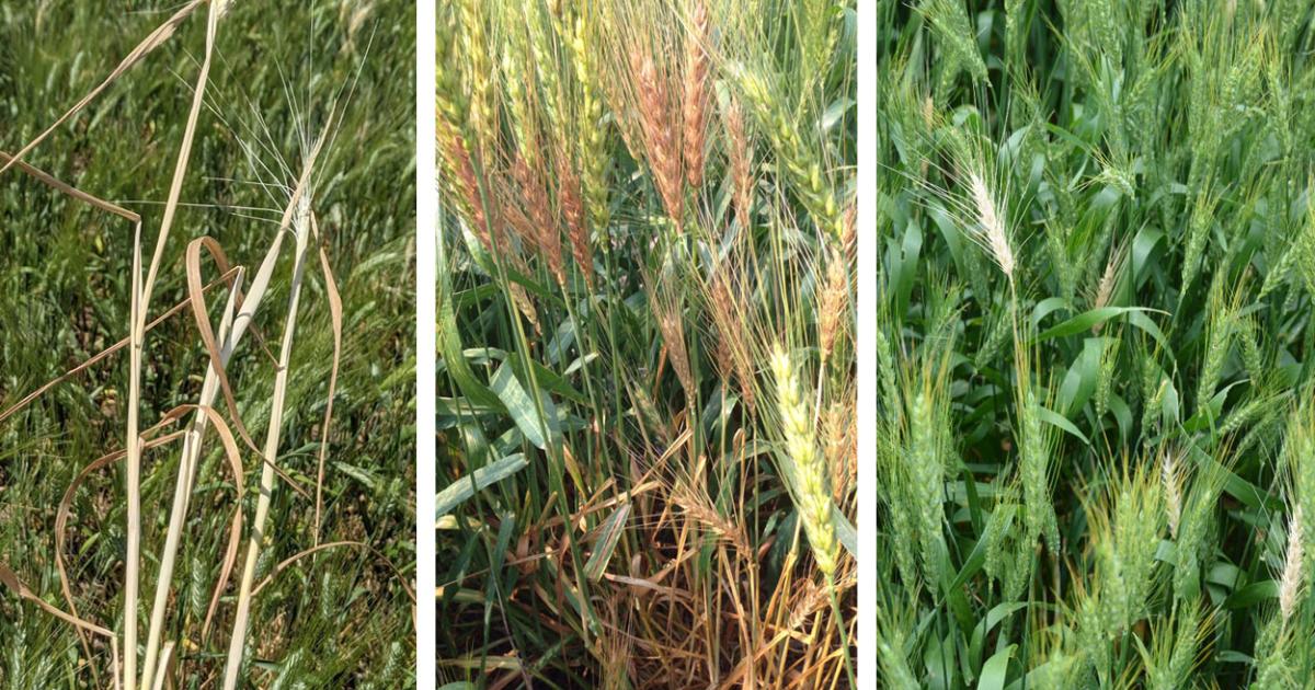 Differentiating Between Wheat Head Diseases and Disorders