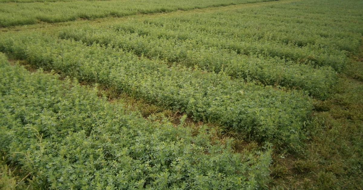 Aphanomyces Root Rot of Alfalfa