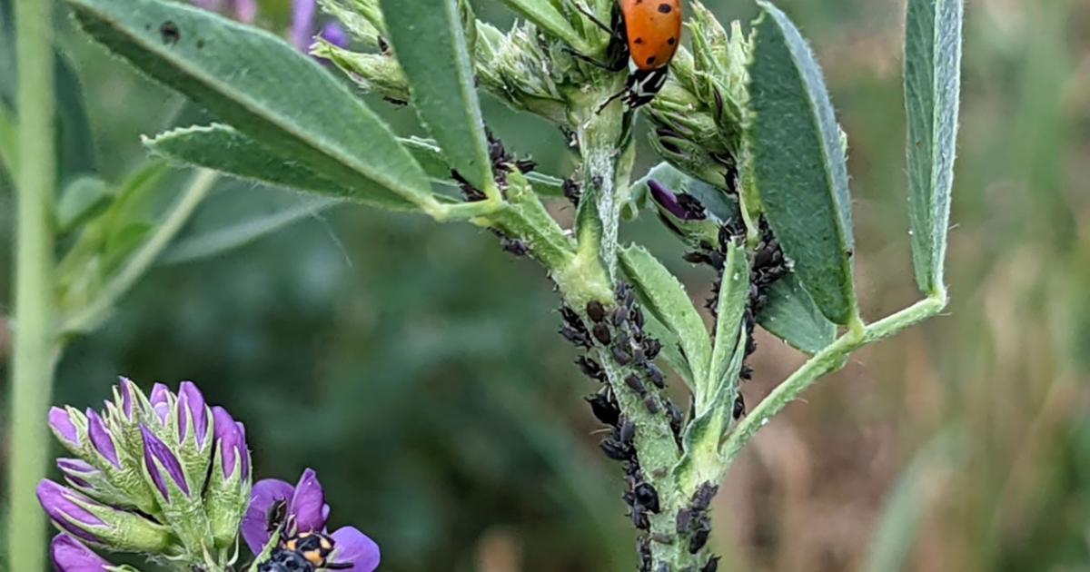 Cowpea Aphids Infesting Alfalfa