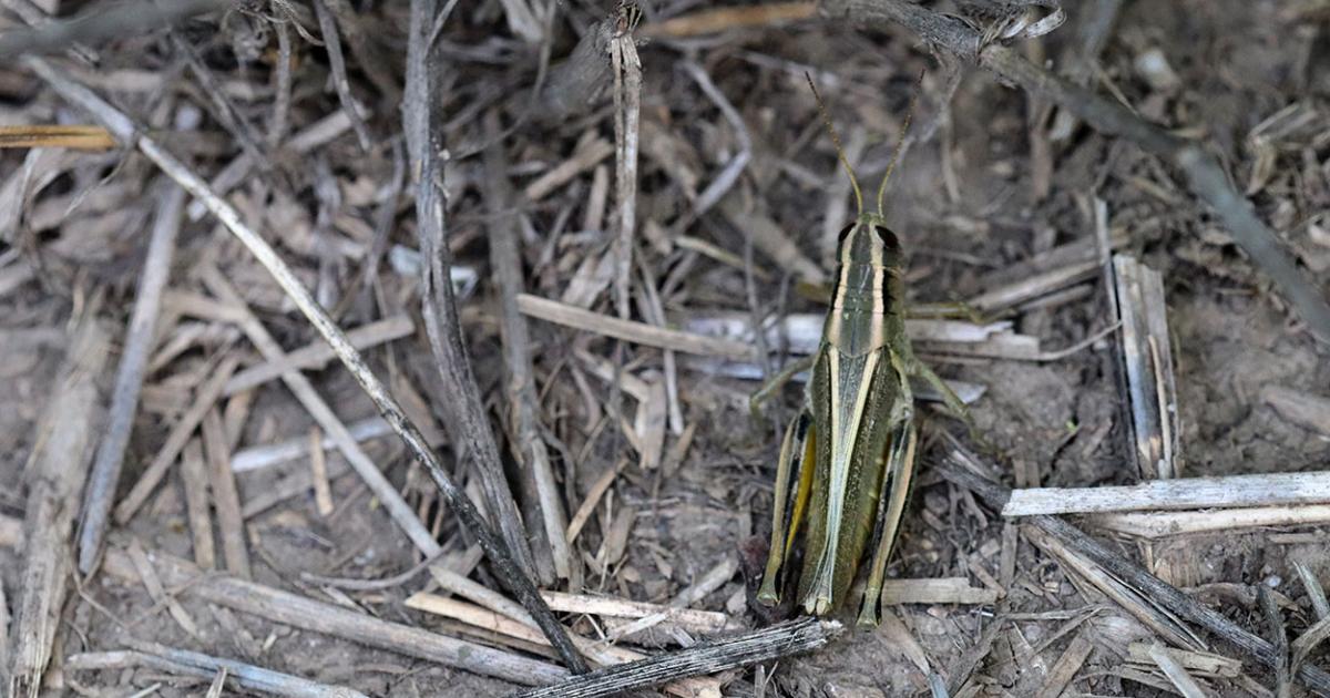 Grasshoppers Are Causing Concerns in South Dakota Crops