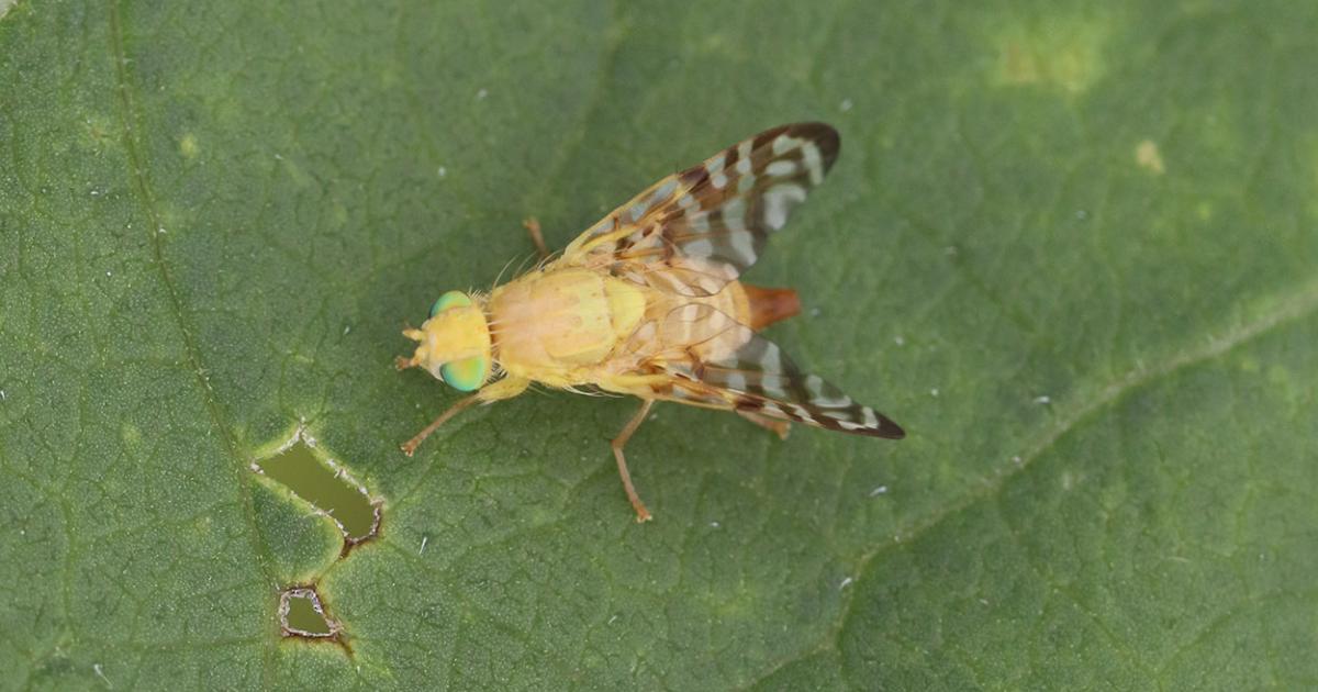 Sunflower Receptacle Maggot Flies Spotted in Sunflower